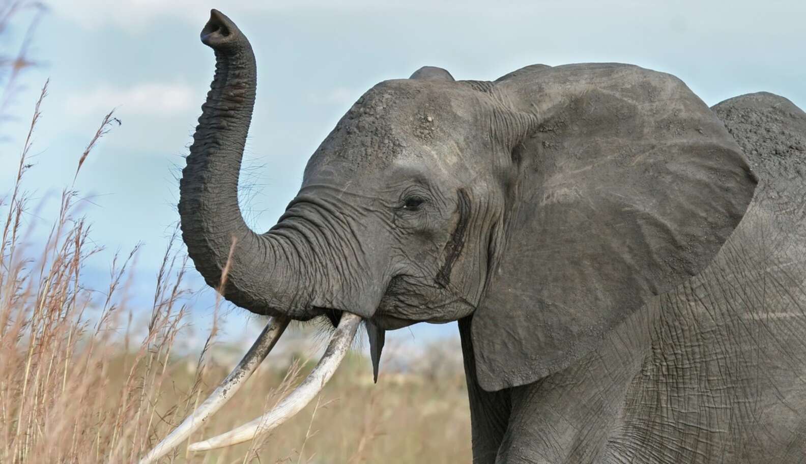 ‘E’ Is For Elephants… And Education! - The Dodo