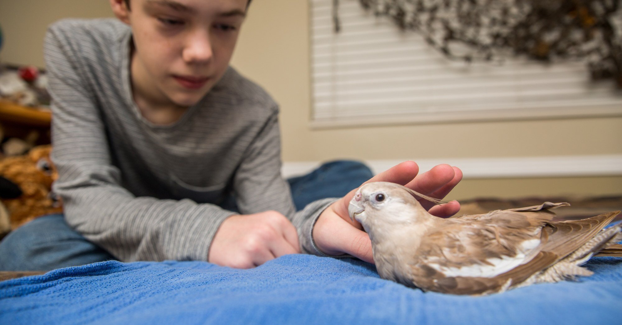 Little Boy Didn't Know He Loved This Bird — Until He Held Her - The Dodo