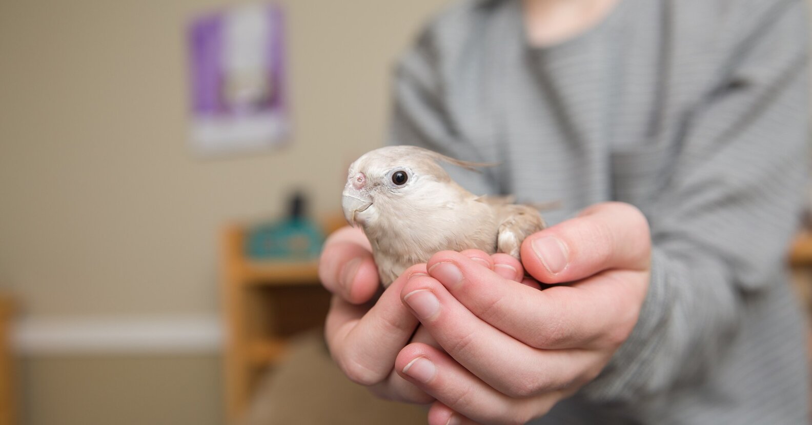 Little Boy Didn't Know He Loved This Bird — Until He Held Her - The Dodo