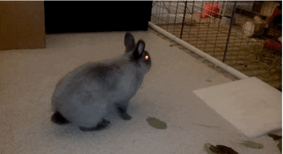 26 Bunnies Who Are Literally Jumping For Joy - The Dodo