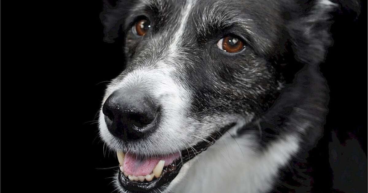 Rescue Dog Gifted With Uncanny Ability To Sniff Out Cancer - The Dodo