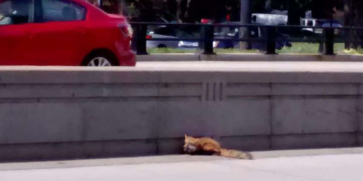 Fox Hit On Highway Was So Scared — Until Someone Stopped To Help Him ...