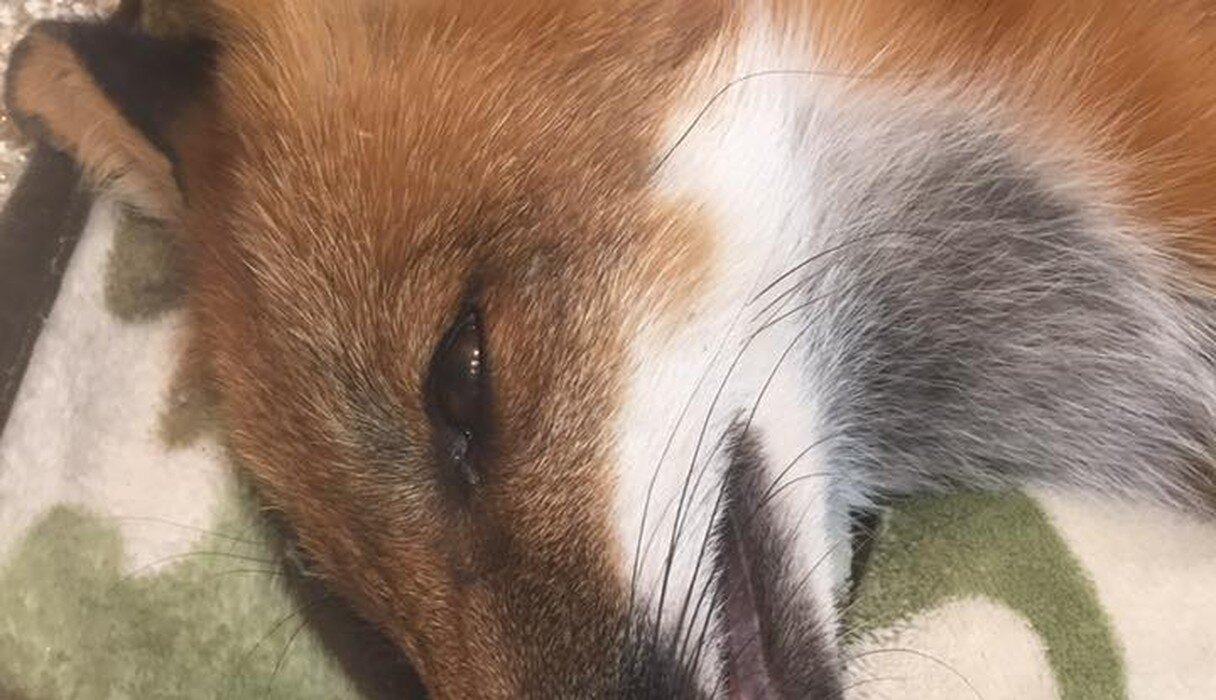 Fox Hit On Highway Was So Scared — Until Someone Stopped To Help Him ...
