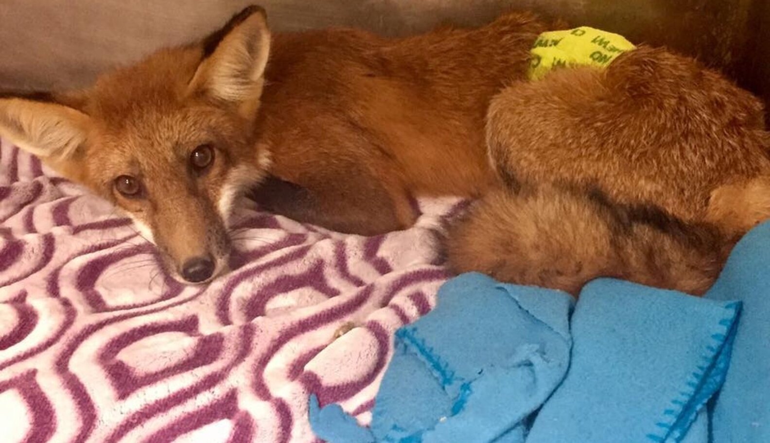 Fox Hit On Highway Was So Scared — Until Someone Stopped To Help Him ...