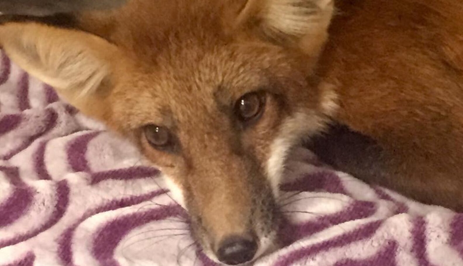 Fox Hit On Highway Was So Scared — Until Someone Stopped To Help Him ...