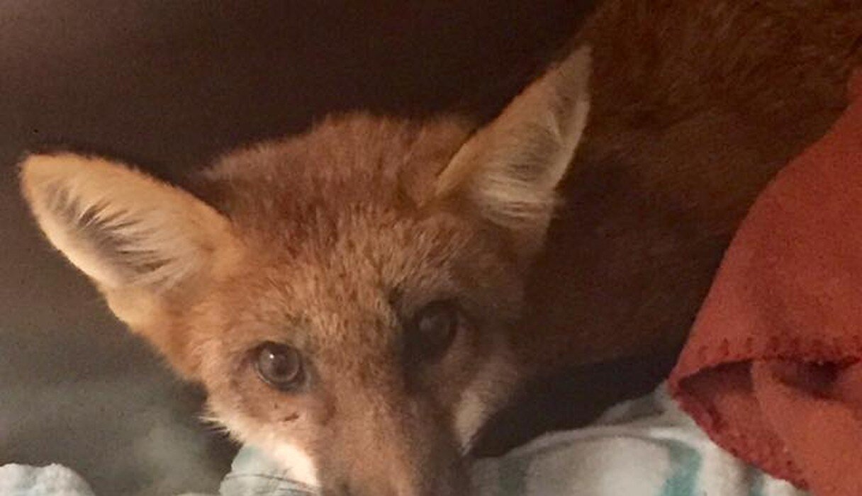 Fox Hit On Highway Was So Scared — Until Someone Stopped To Help Him ...