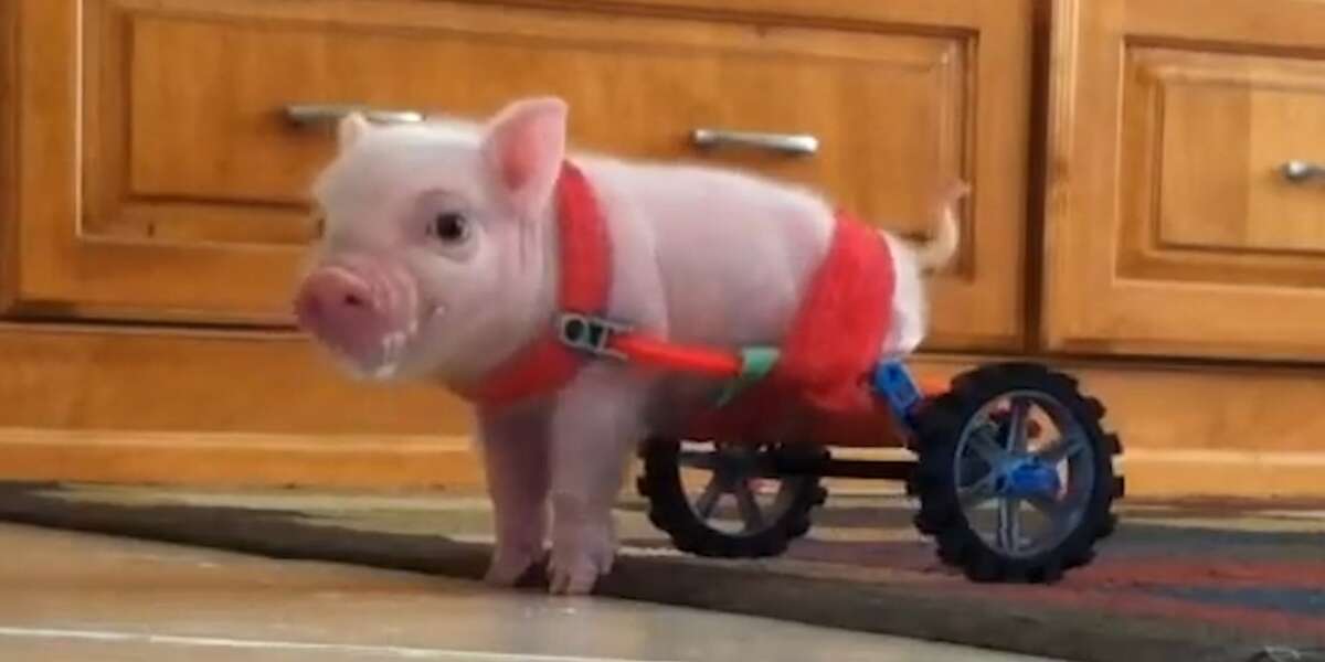 Piglet Gets A Wheelchair So He Can Run Around - The Dodo