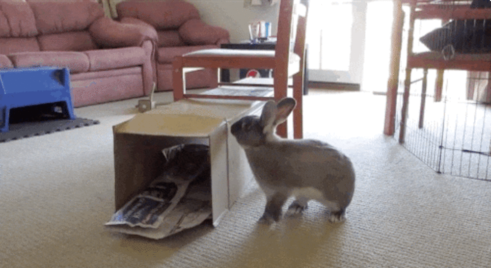 26 Bunnies Who Are Literally Jumping For Joy - The Dodo