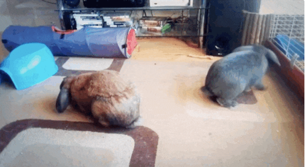 26 Bunnies Who Are Literally Jumping For Joy - The Dodo