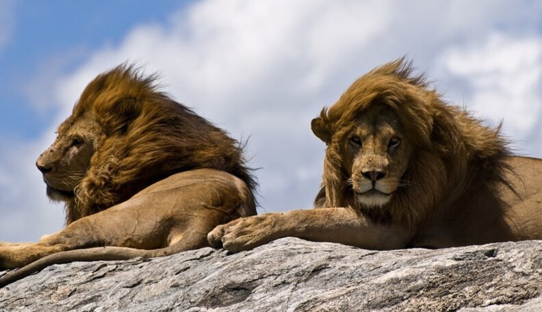After A Stressful Night Apart, Two Lion Brothers Reunite - The Dodo