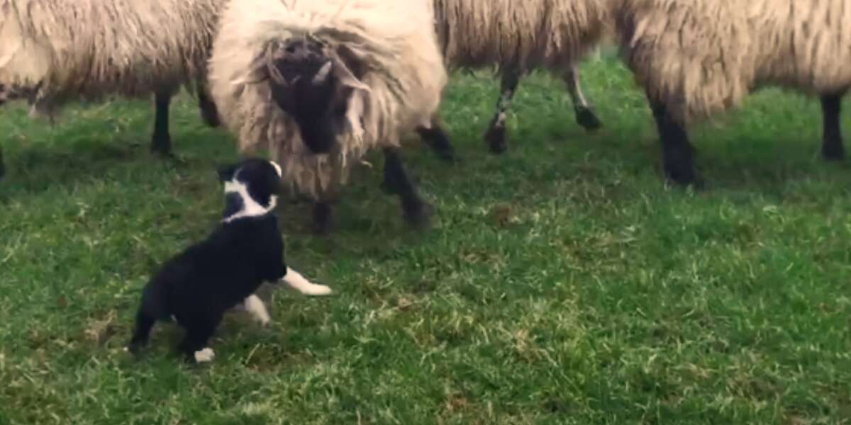 Sheepdog Puppy's First Day At Work - Videos - The Dodo