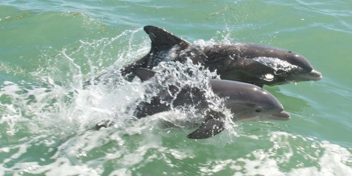 Dolphins Still Sick In Louisiana: Losing Teeth From Deepwater Horizon ...