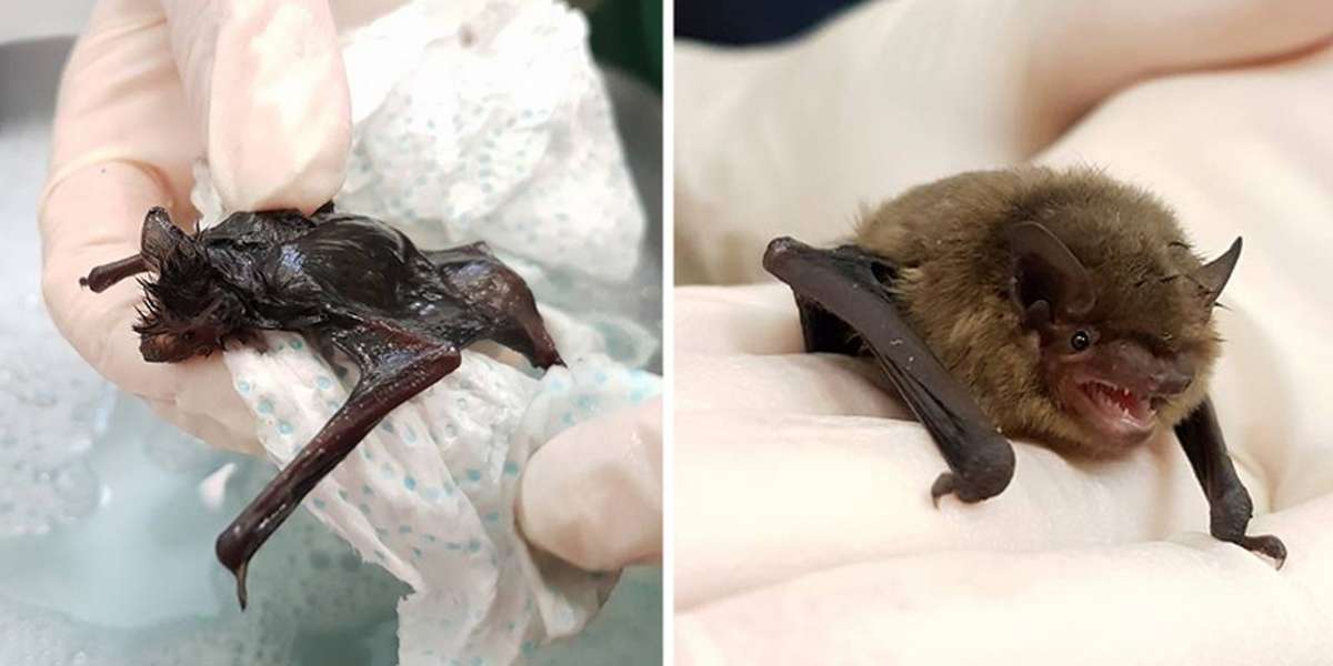Rescued Bat Is Himself Again After An Emergency Bubble Bath - The Dodo