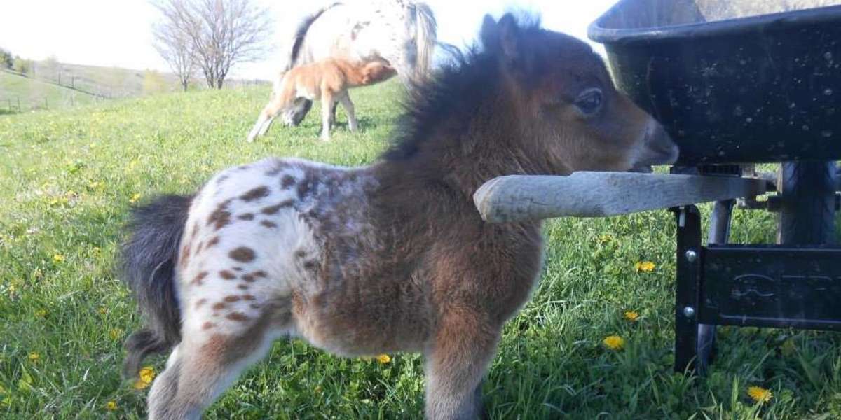 13 Mini Horses Who Hardly Even Look Real - The Dodo