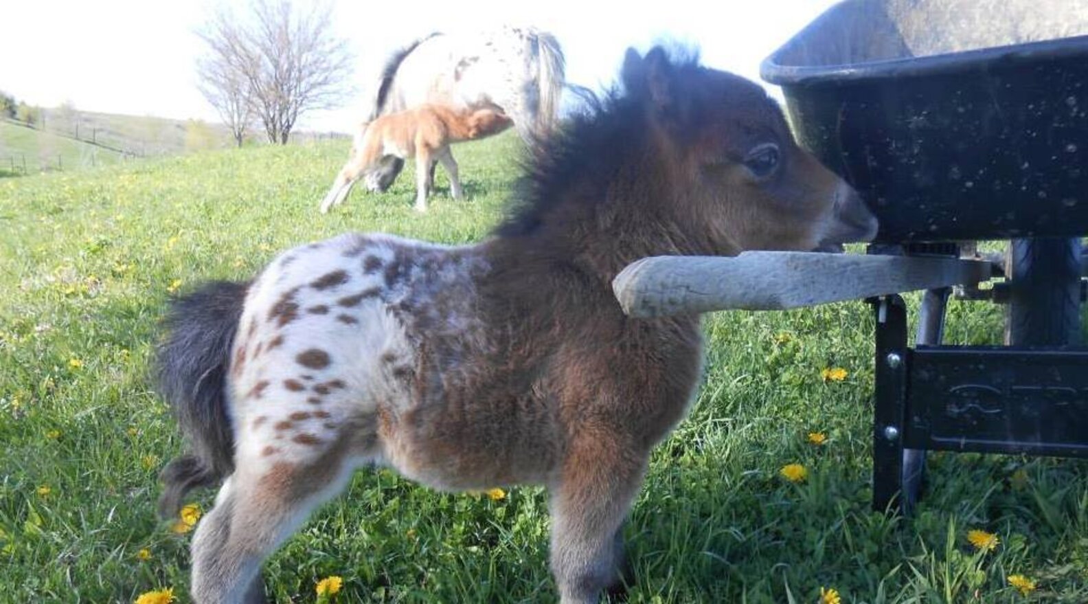 13 Mini Horses Who Hardly Even Look Real - The Dodo