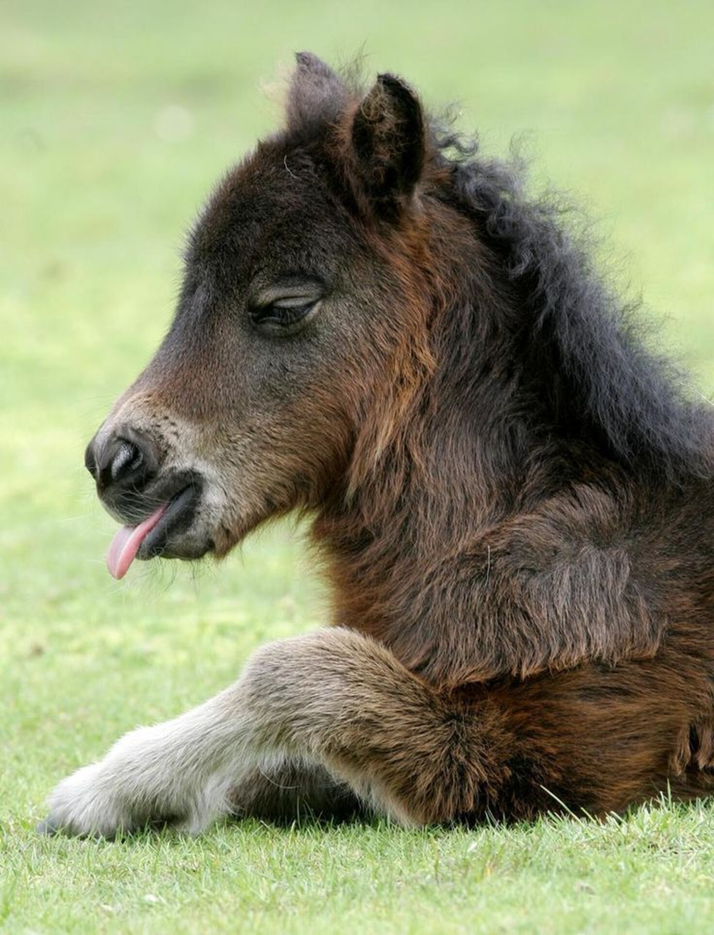 13 Mini Horses Who Hardly Even Look Real - The Dodo