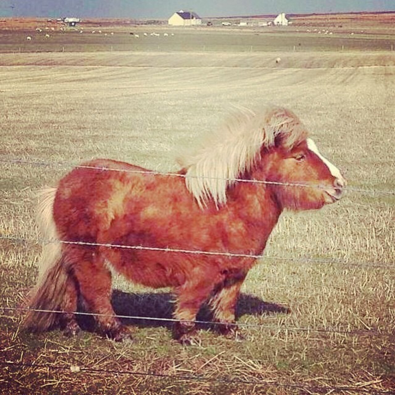 13 Mini Horses Who Hardly Even Look Real - The Dodo