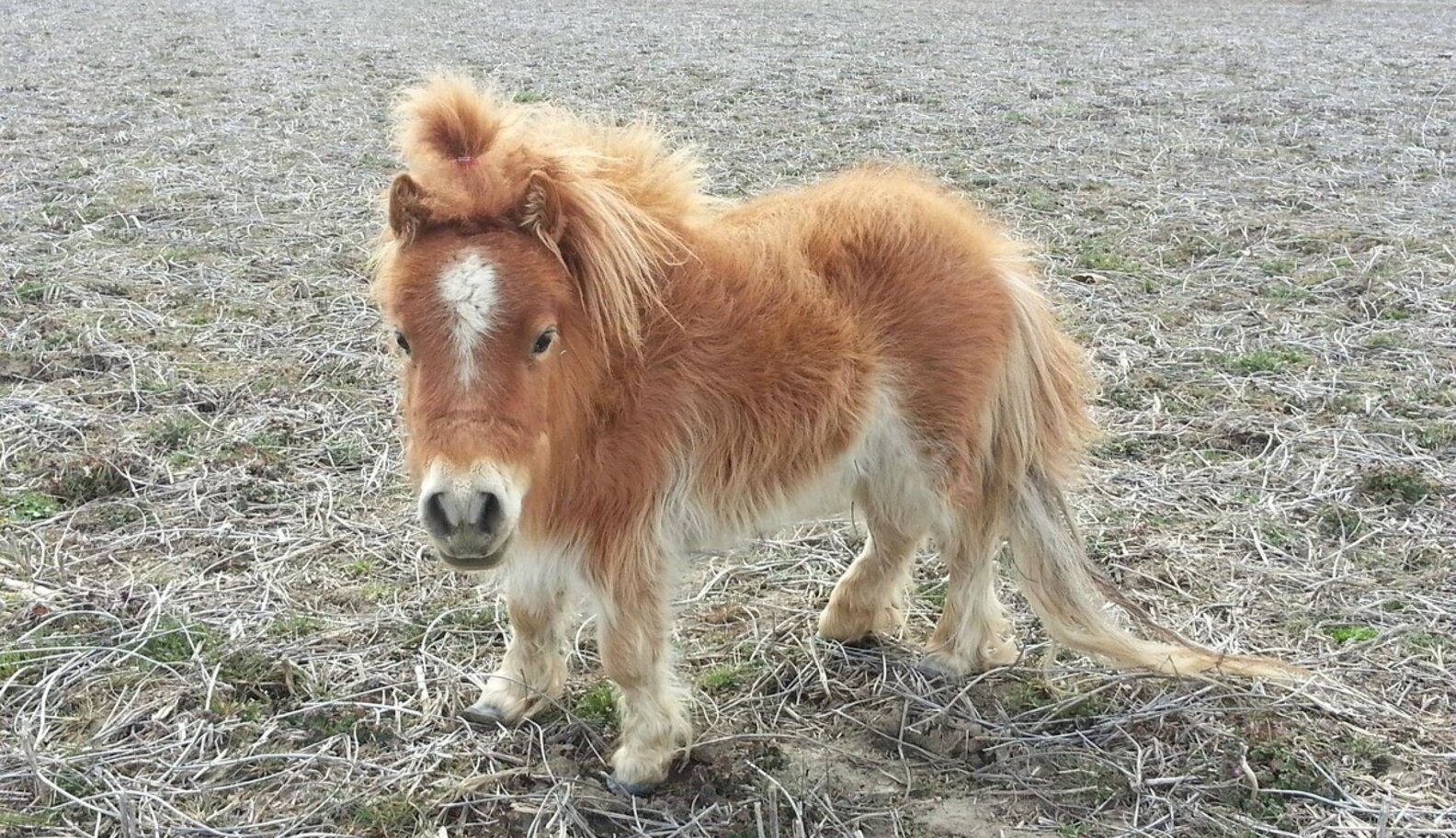 13 Mini Horses Who Hardly Even Look Real - The Dodo