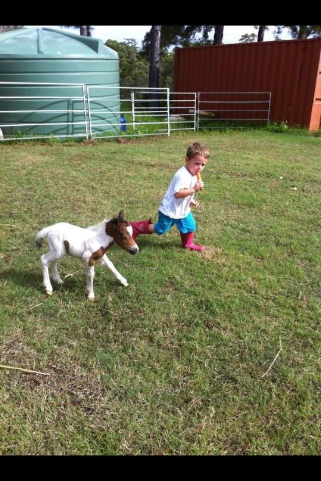 13 Mini Horses Who Hardly Even Look Real - The Dodo