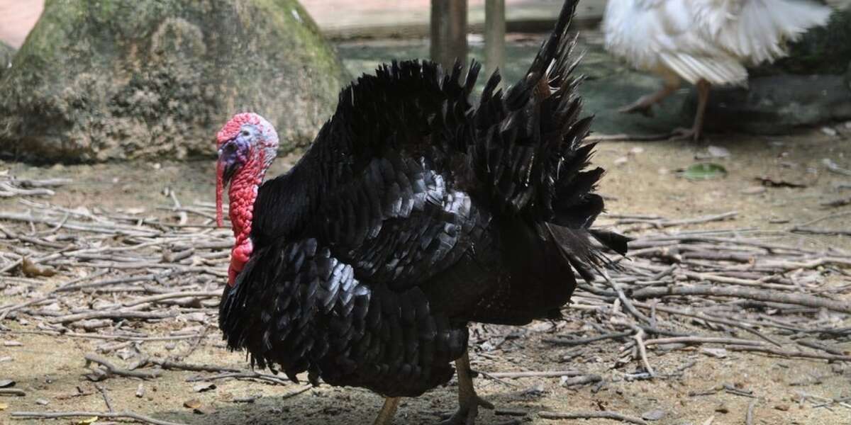 Canada's Largest Turkey Farm Responds To Animal Abuse Allegations - The ...
