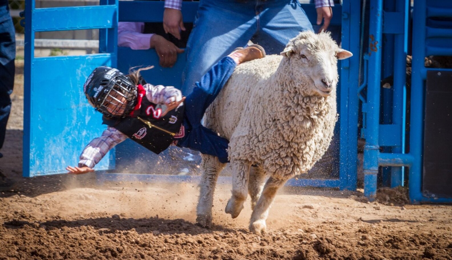 Rodeo Side-Show Mutton Busting: Bad For Kids, Bad For Sheep? - The Dodo