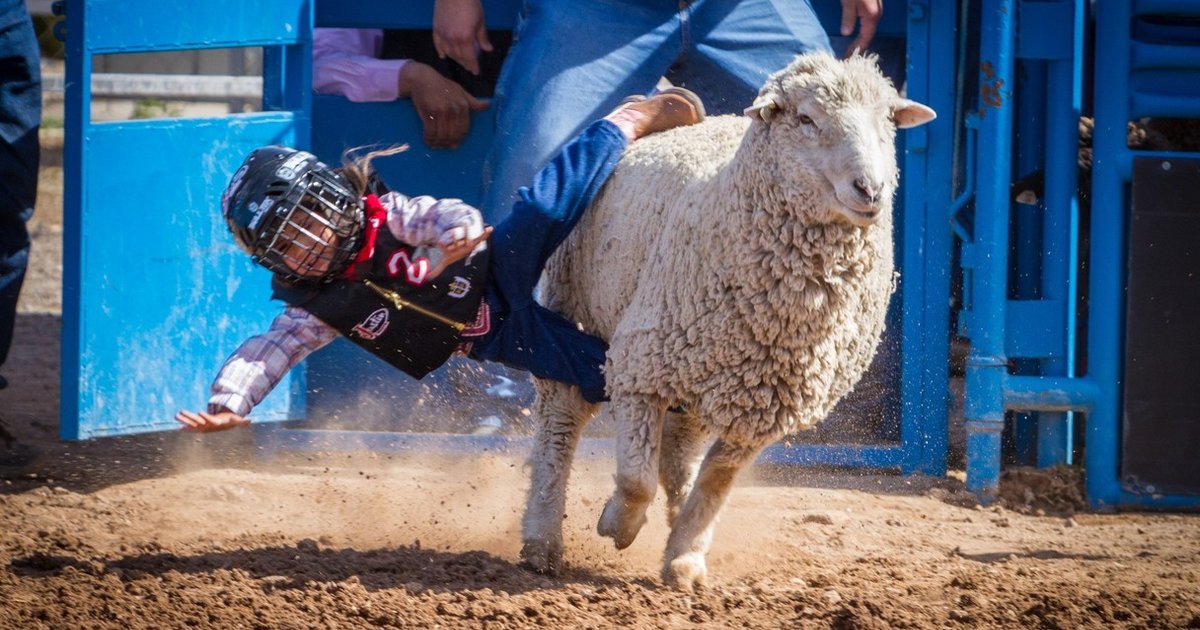Rodeo Side-Show Mutton Busting: Bad For Kids, Bad For Sheep? - The Dodo