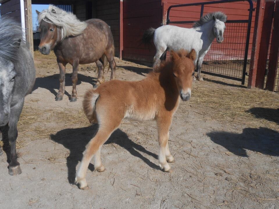 13 Mini Horses Who Hardly Even Look Real - The Dodo