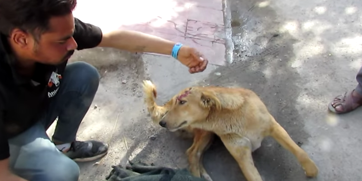 Stray Dog Rescued After Being Hit By Car In India - The Dodo
