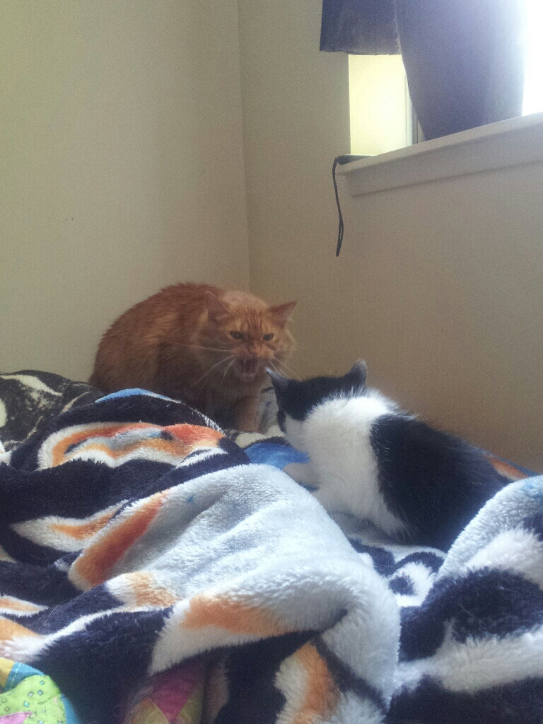 22 Magical Moments When Pets Meet For The First Time - The Dodo