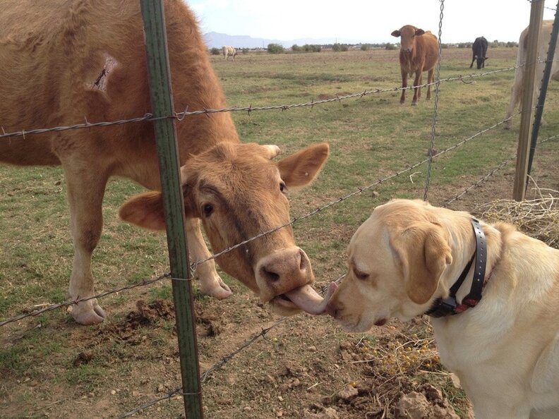 22 Magical Moments When Pets Meet For The First Time - The Dodo
