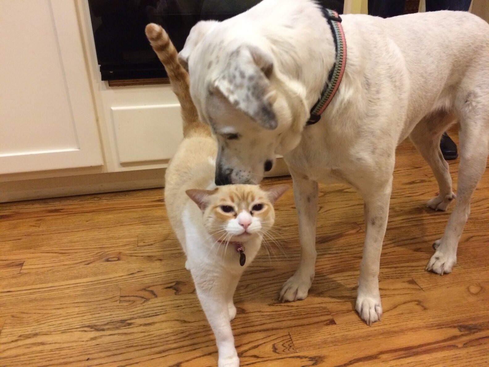 22 Magical Moments When Pets Meet For The First Time - The Dodo