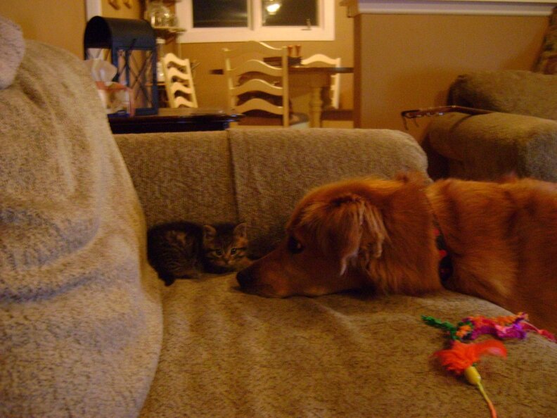 22 Magical Moments When Pets Meet For The First Time - The Dodo