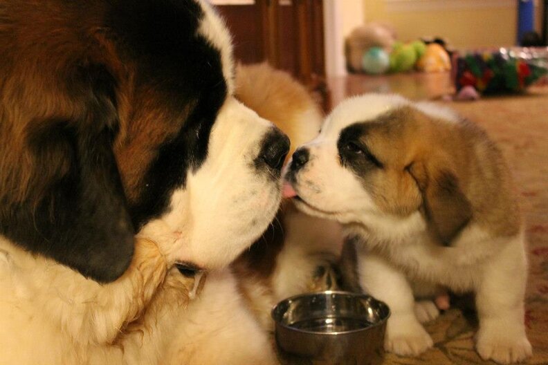 22 Magical Moments When Pets Meet For The First Time - The Dodo