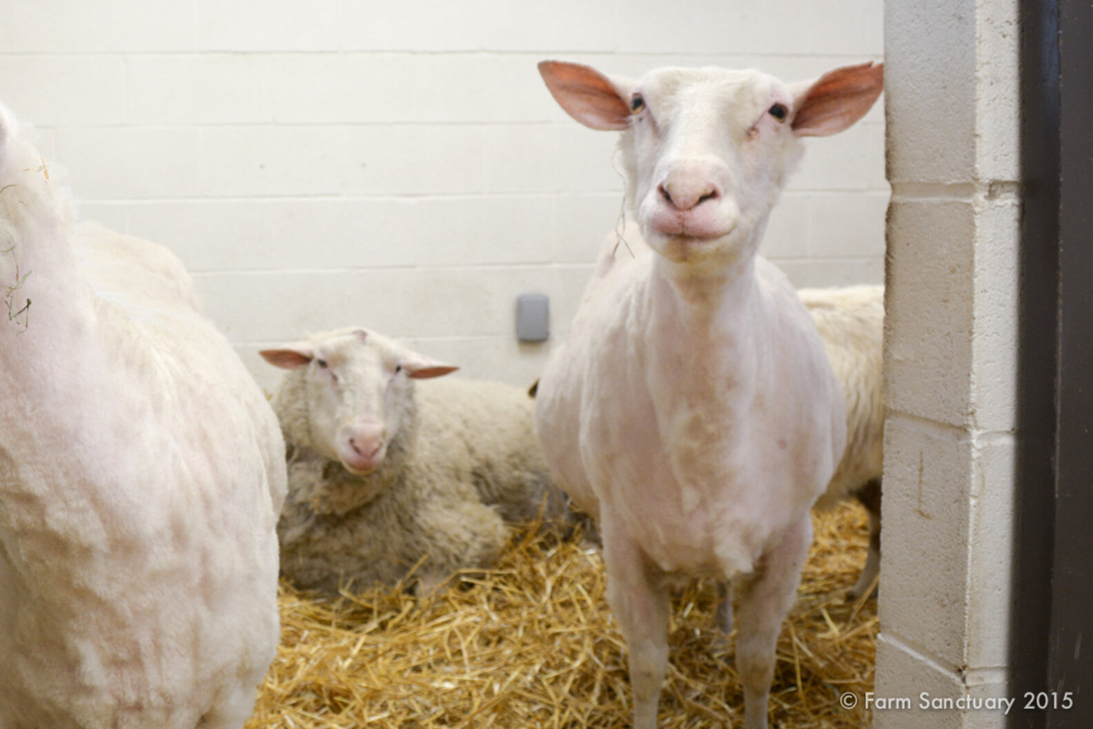 Smart Sheep Answers Door, Wonders What You Want - The Dodo