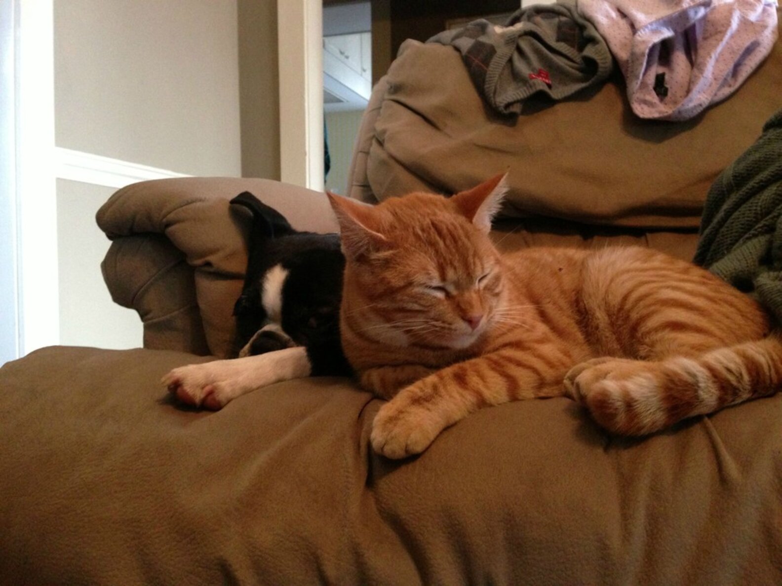 22 Magical Moments When Pets Meet For The First Time - The Dodo