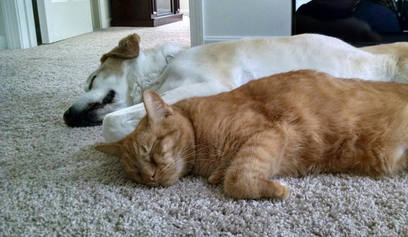 22 Magical Moments When Pets Meet For The First Time - The Dodo