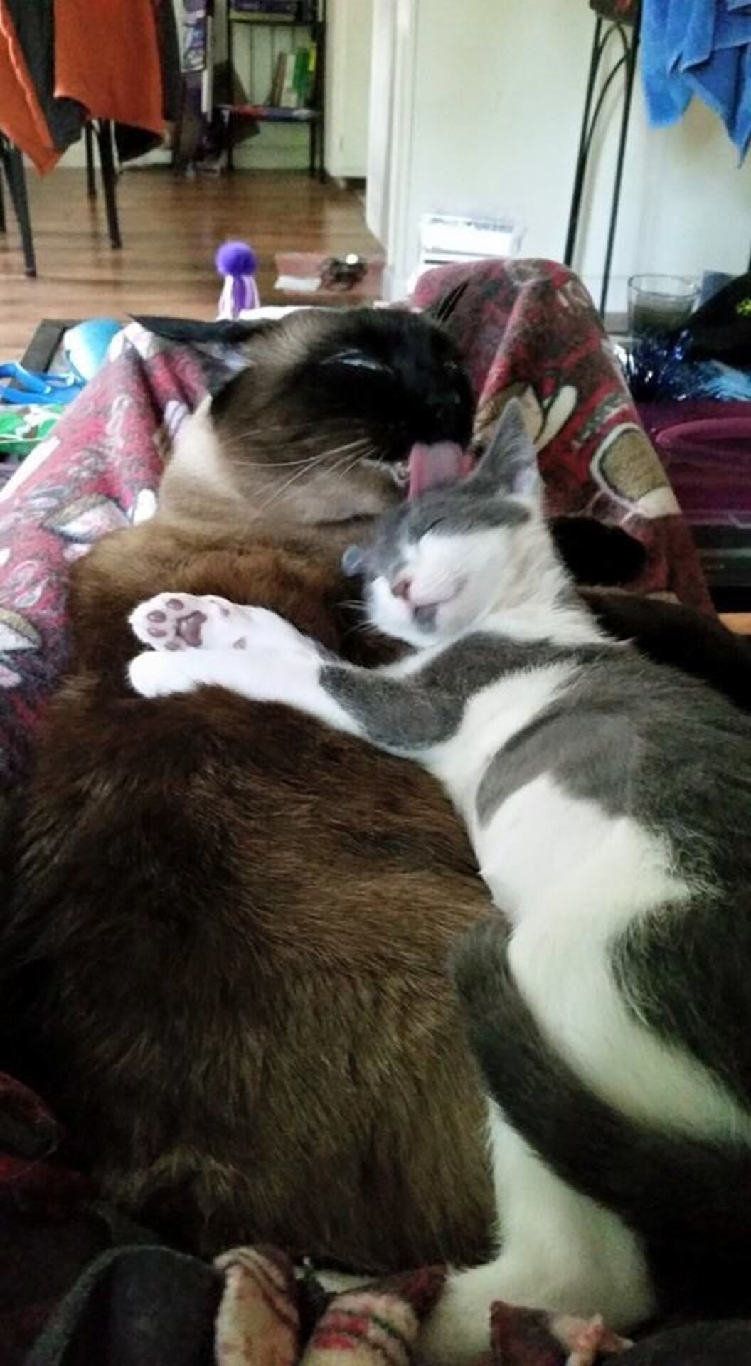 22 Magical Moments When Pets Meet For The First Time - The Dodo