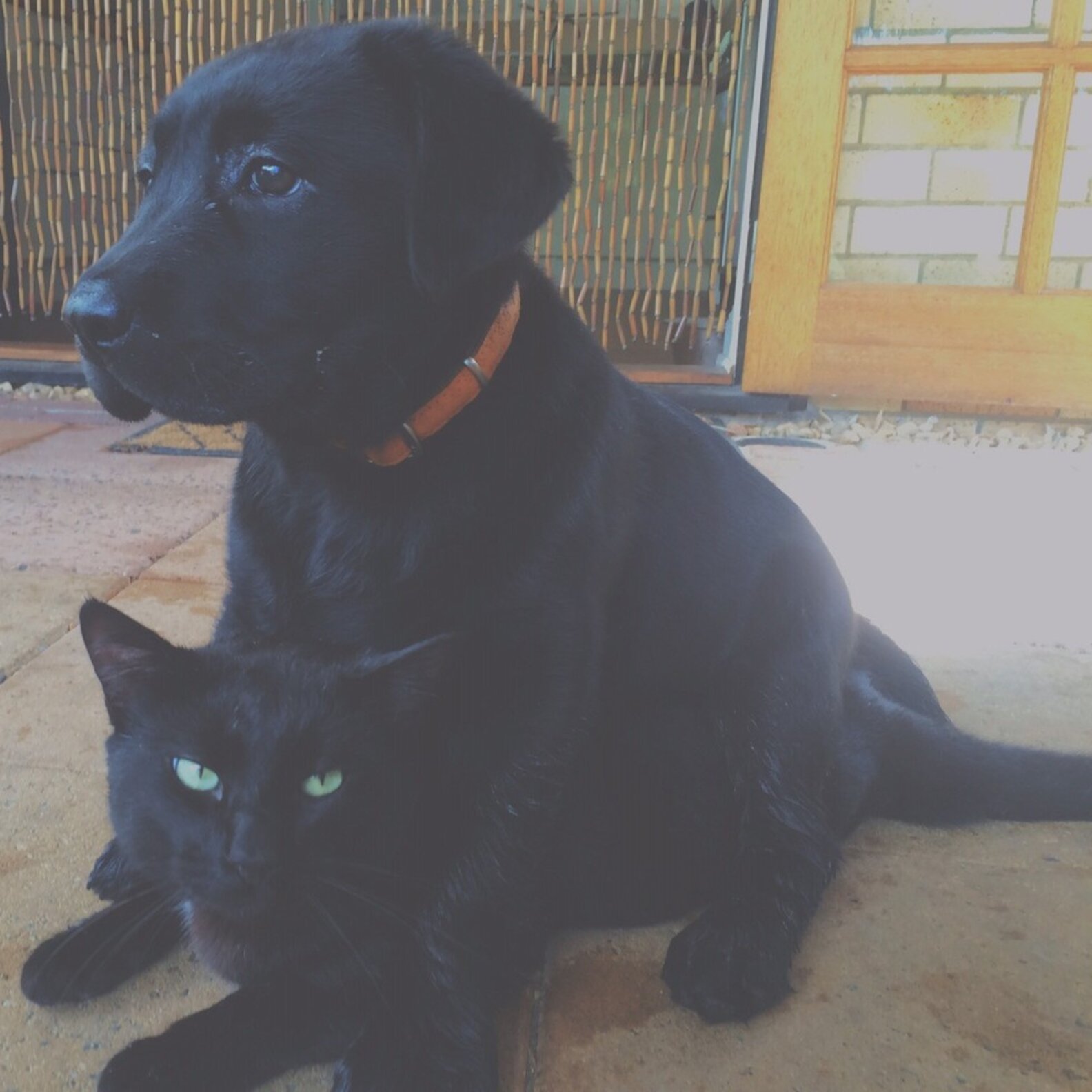 22 Magical Moments When Pets Meet For The First Time - The Dodo