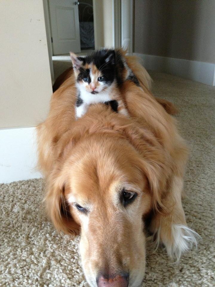 22 Magical Moments When Pets Meet For The First Time - The Dodo