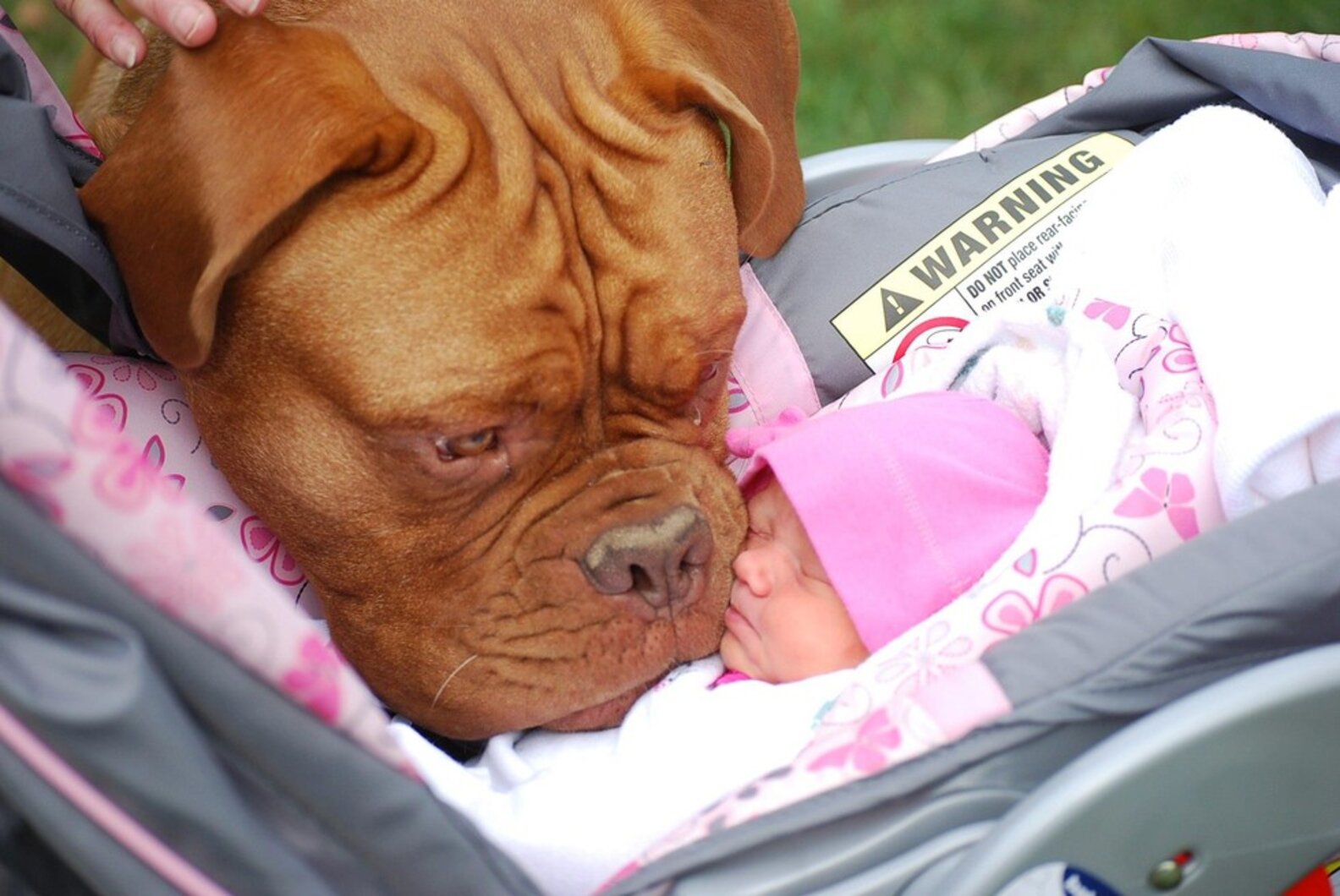 22 Magical Moments When Pets Meet For The First Time - The Dodo
