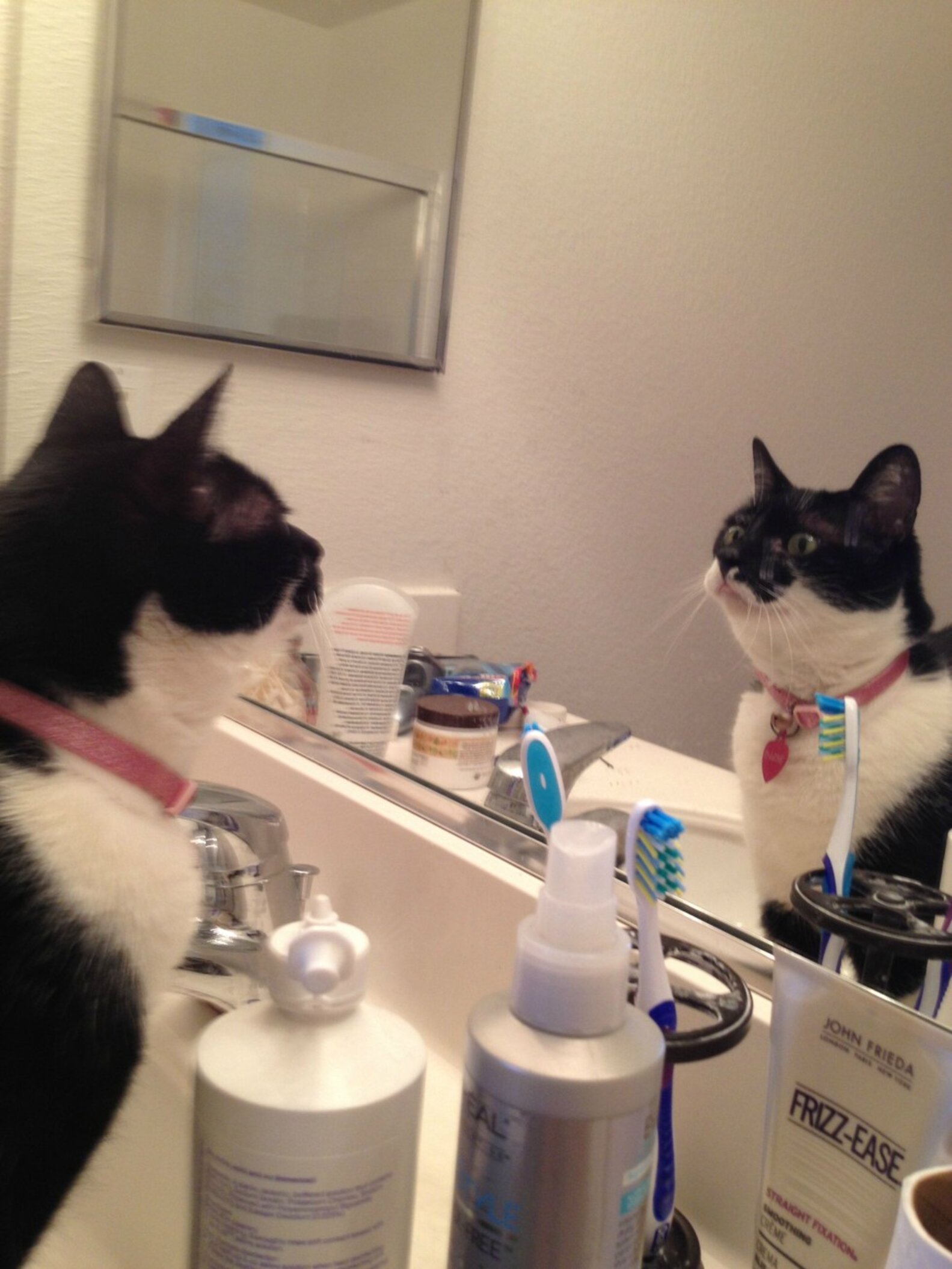 22 Magical Moments When Pets Meet For The First Time - The Dodo