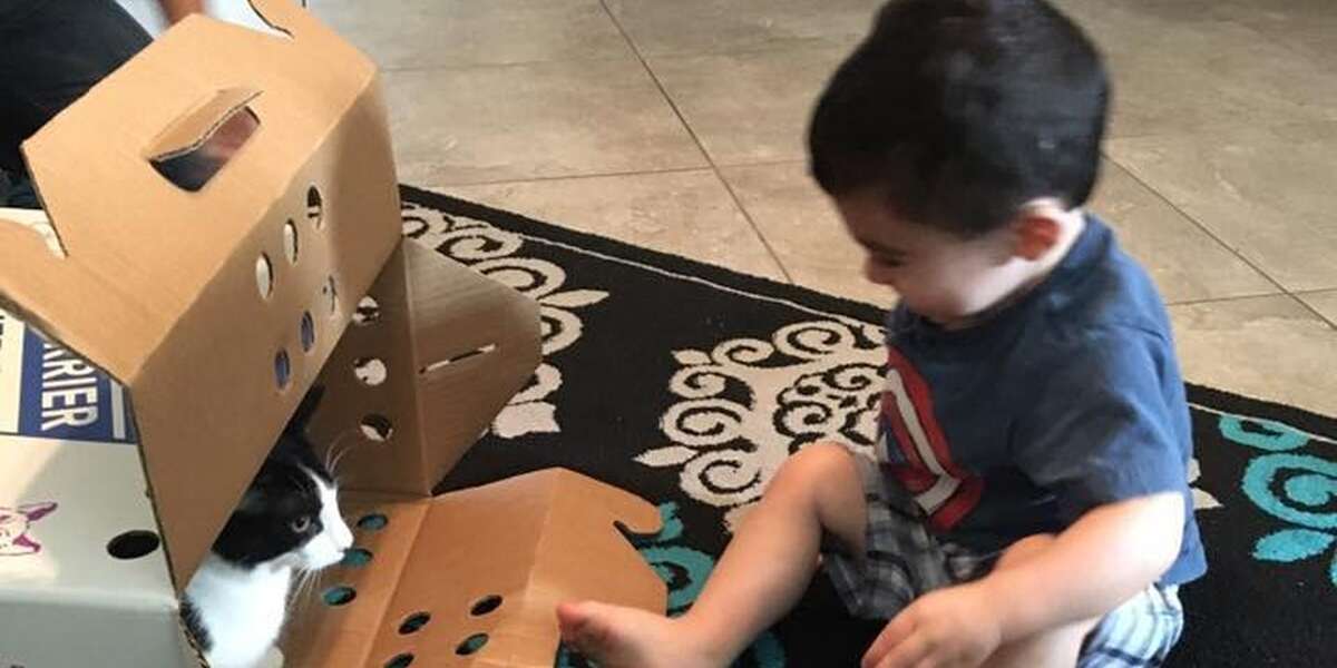 Little Boy’s Family Loses Cat, But Saves One Who Looks Just Like Him ...