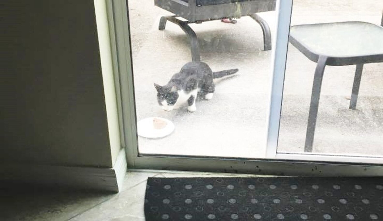 Little Boy’s Family Loses Cat, But Saves One Who Looks Just Like Him ...