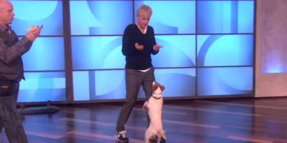 Ellen's Most Memorable Dog Moments That Will Make You Feel All Feelings ...