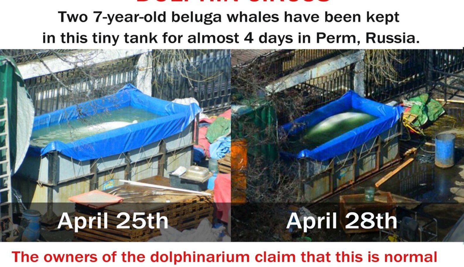 The Horrible Truth About Dolphin Shows In Russia - The Dodo