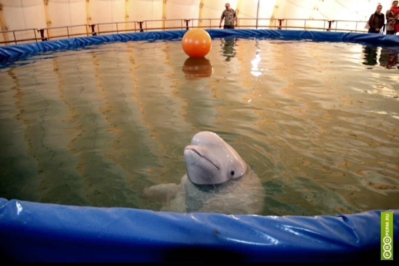 The Horrible Truth About Dolphin Shows In Russia - The Dodo
