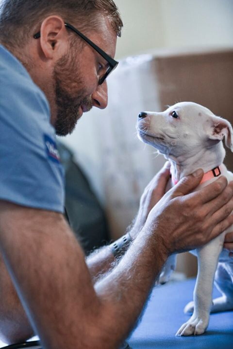 Vet Gives Out Free Care So Homeless People Can Keep Their Pets - The Dodo