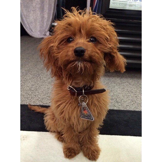 The VIPS (Very Important Pets) Behind 7 Grammy Nominees - The Dodo