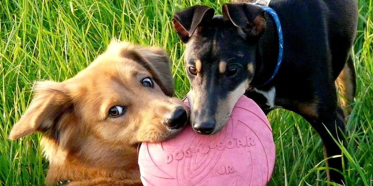 Dogs Just Wanna Have Fun: Birds, Fish, And Reptiles Too - The Dodo