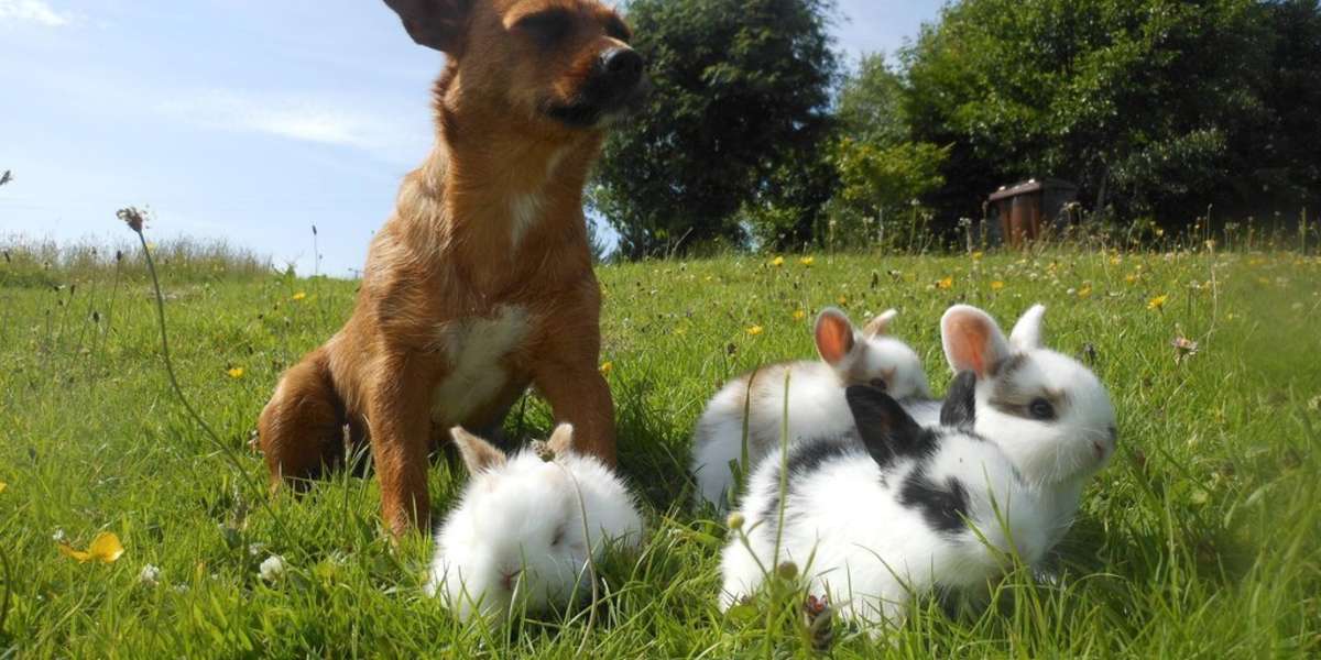 9 Dogs Who Are Pretty Sure They're Bunnies - The Dodo